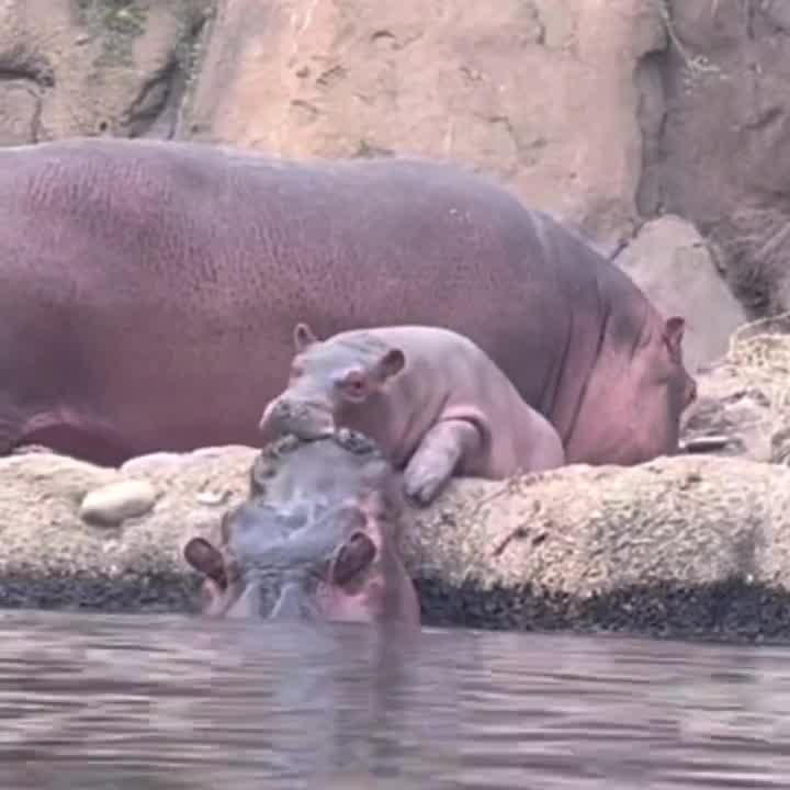 Baby Hippo Fritz Plays With Sister Fiona at Cincinnati Zoo – WDTN.com
