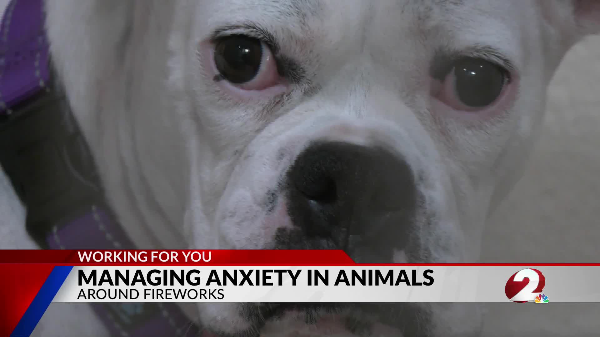Tips to keep your pets safe around fireworks – WDTN.com
