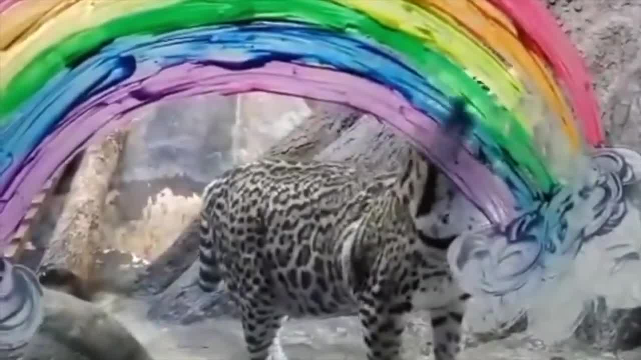 Ocelot Enjoys LGBT Rainbow as Cincinnati Zoo Marks Start of Pride Month ...
