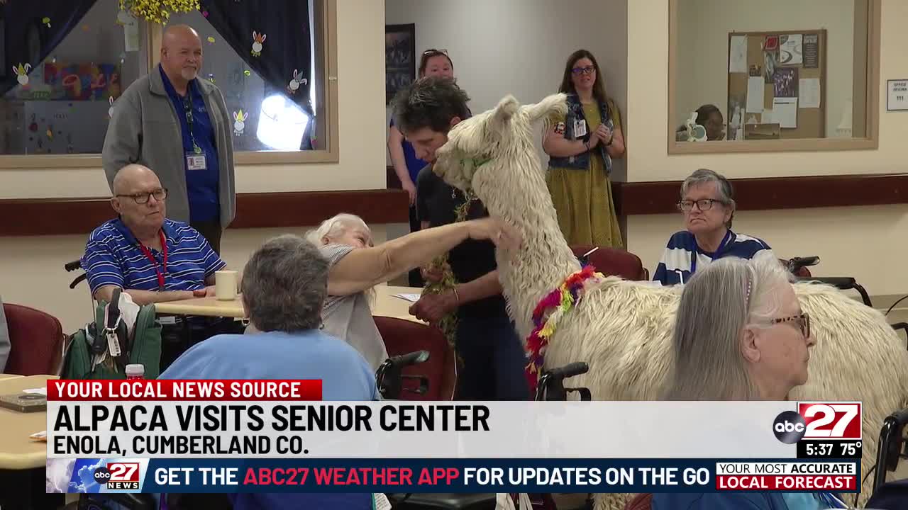 Alpaca “Walker” visits Cumberland County Senior Center – ABC27