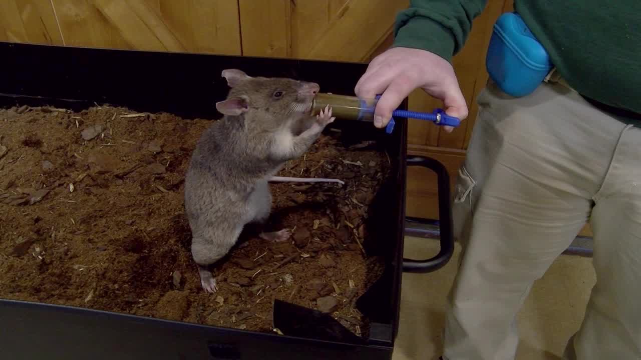 Rodents that save lives – meet the Maryland Zoo’s “Hero Rats” – ABC27