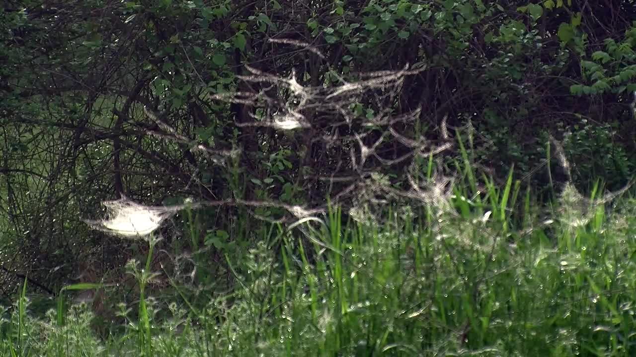 Sit back and relax-spider webs – ABC27