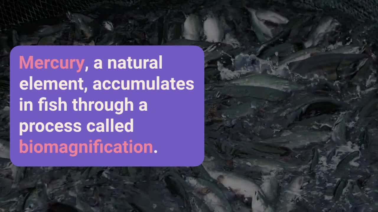 Mercury in Seafood: Why Safe Catch stands out – WFLA