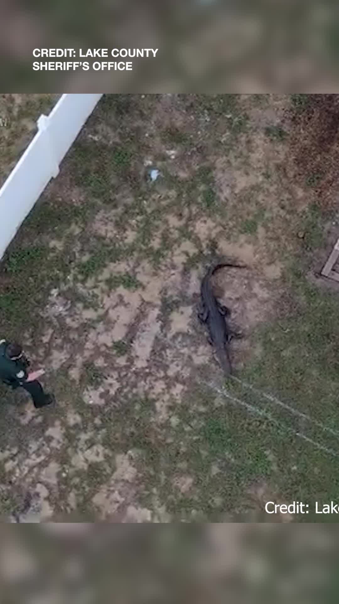 ‘Florida Classic’: Deputies wrangle alligator from backyard – WFLA