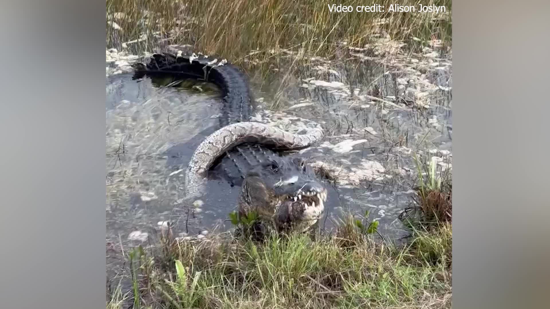 Massive alligator chows down on snake in Everglades – WBOY.com