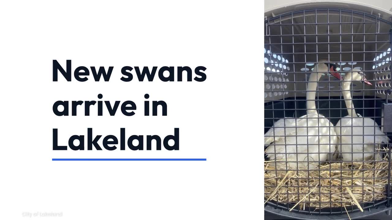 New swans arrive in Lakeland – WFLA