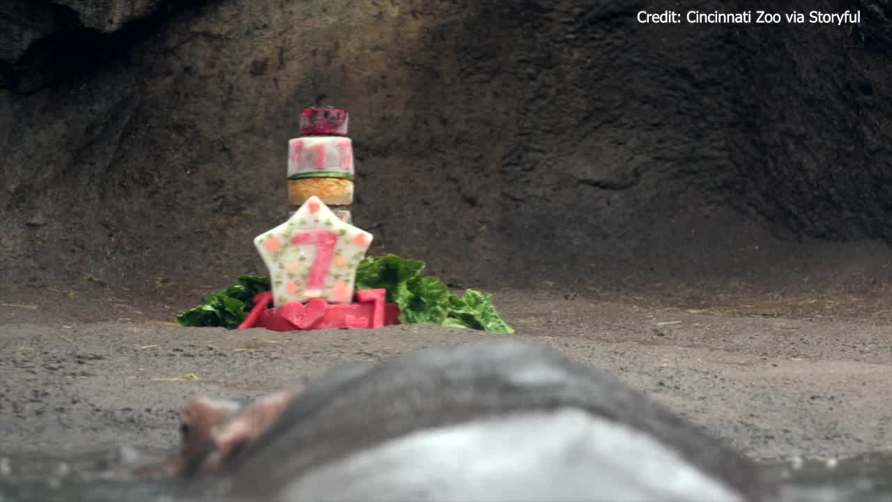 Cincinnati Zoo’s beloved hippo Fiona celebrates 7th birthday – WFLA