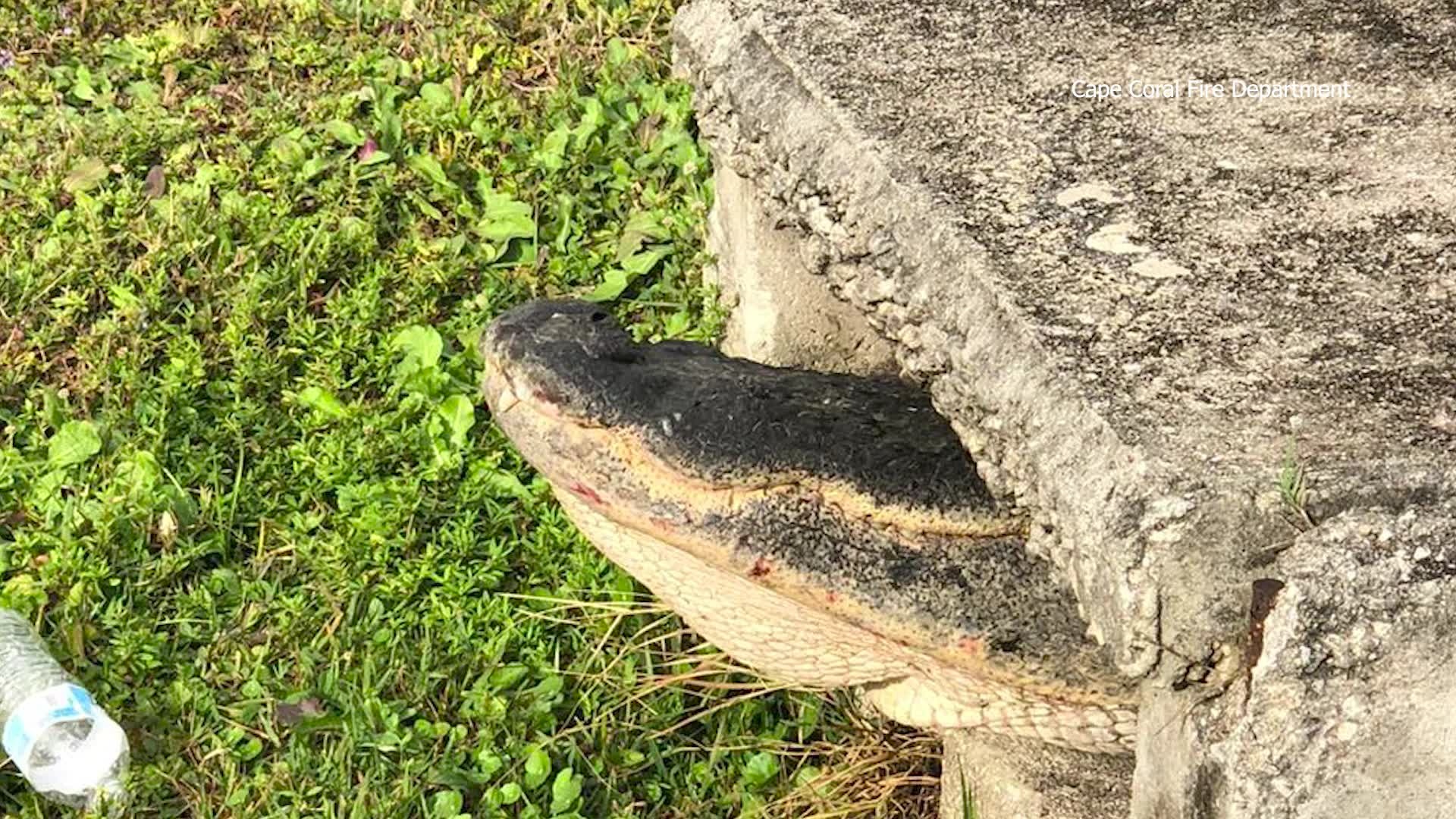 South Florida resident finds gator in storm drain – WFLA