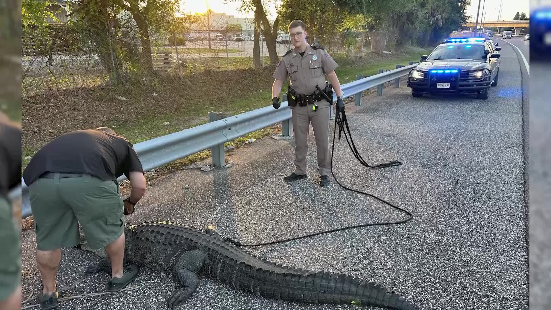 9-foot alligator caught on Selmon Expressway near Tampa – WFLA