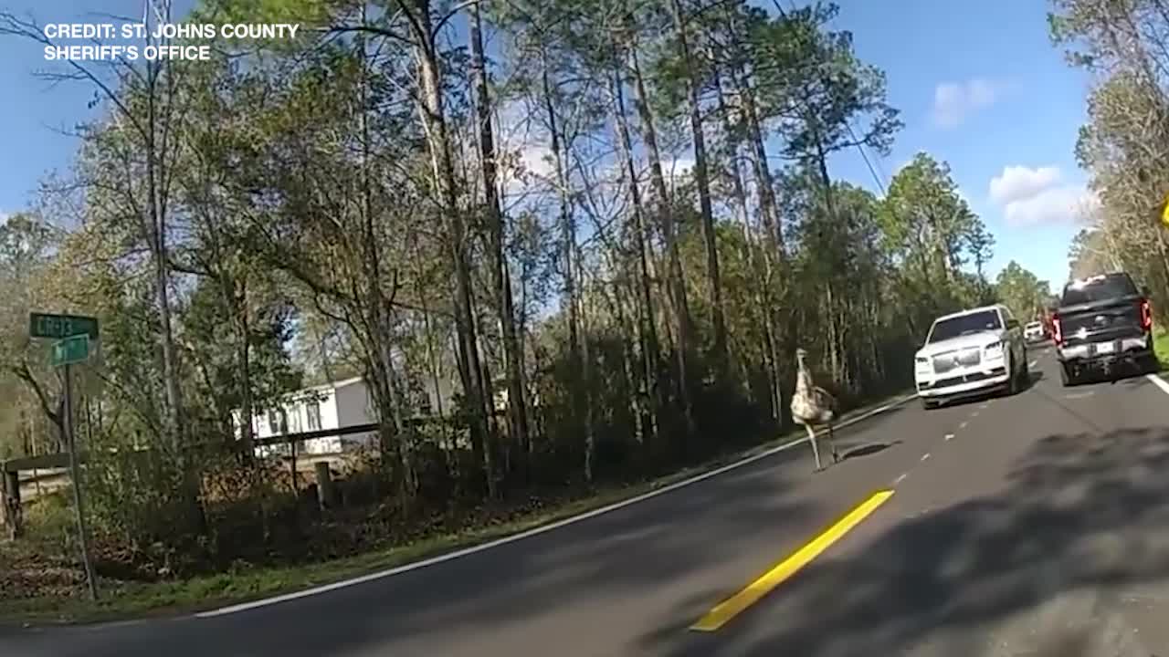 Florida deputy captures runaway emu by using lasso, handcuffing legs – WFLA