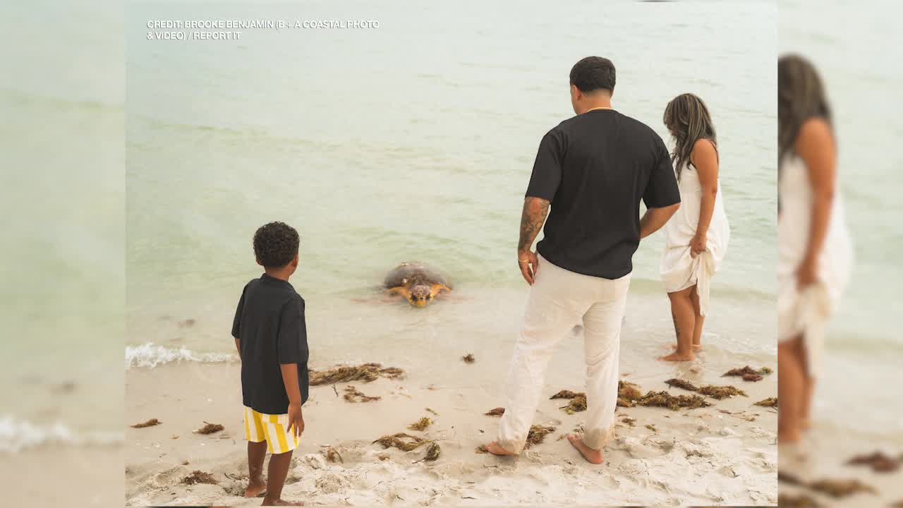 Sea Turtle photobombs family photoshoot – WFLA