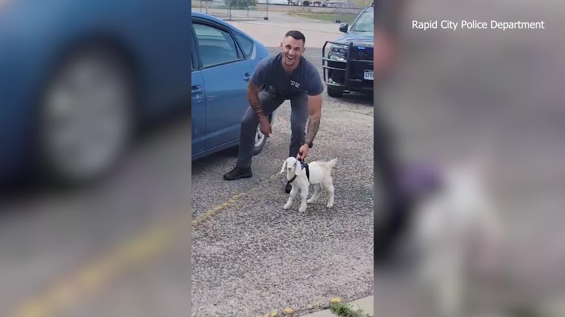 ‘You goat the job’: Goat joins police department’s K-9 unit – WFLA