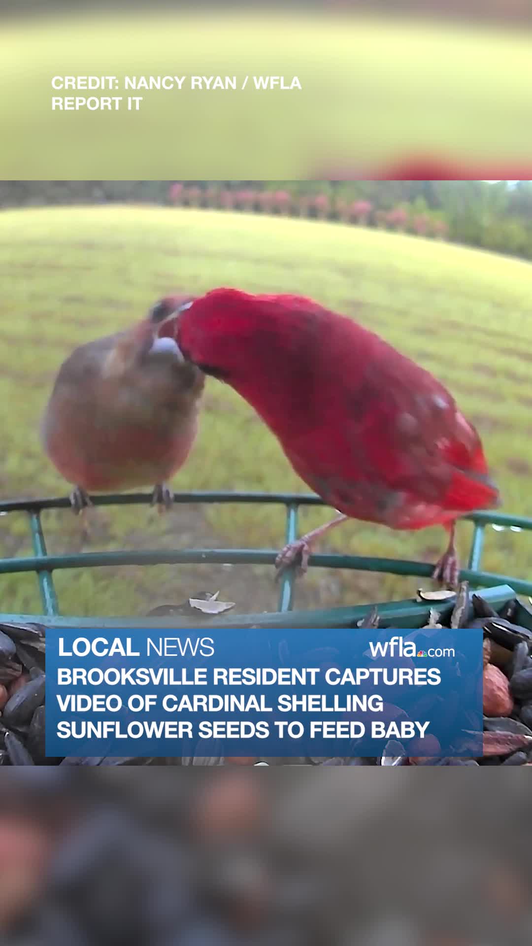 Cardinal shells sunflower seeds for baby – WFLA