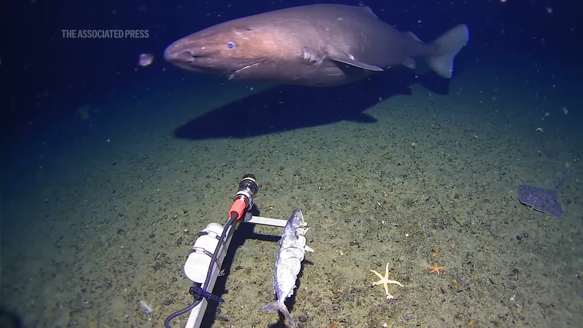 Surprise shark caught on camera for first time in Antarctica’s near ...