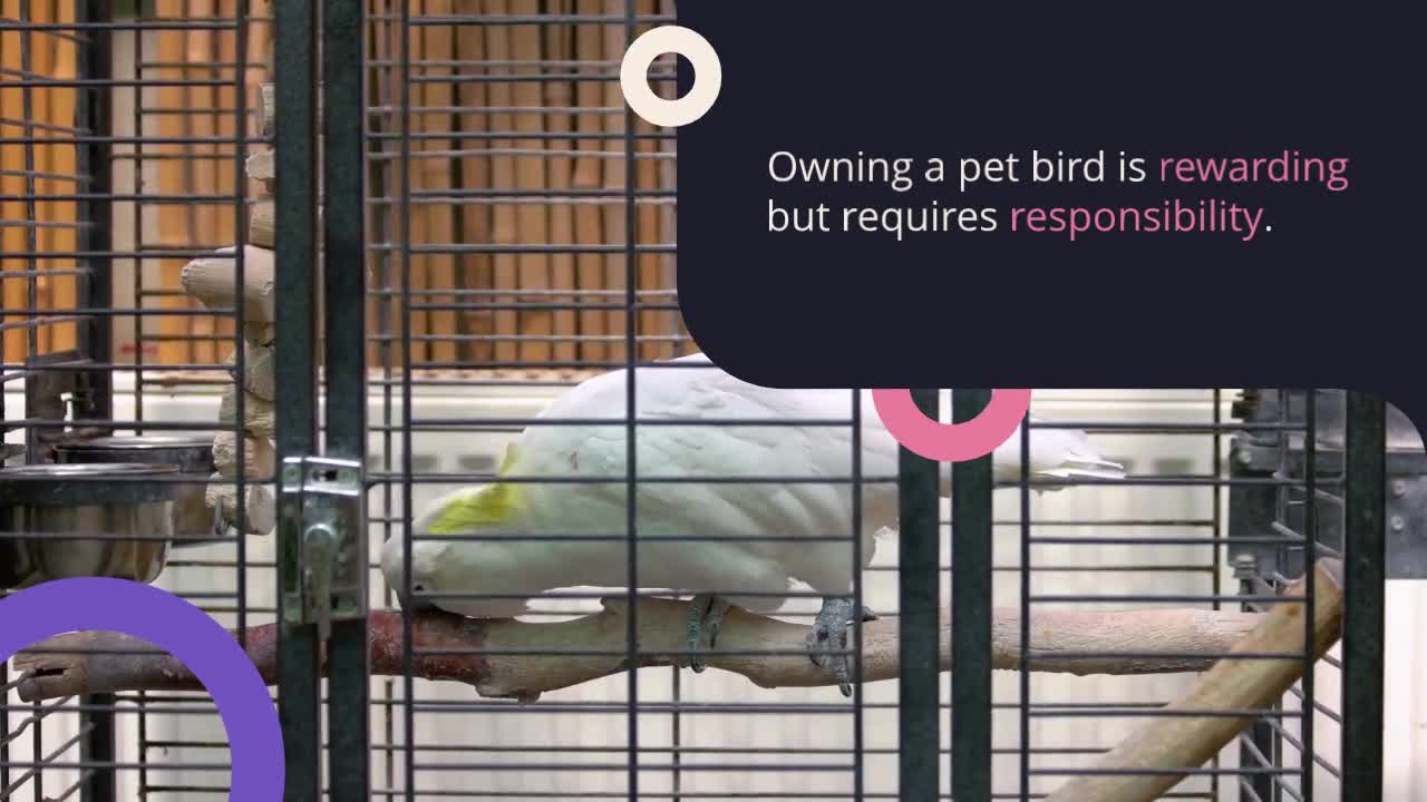What you need to know about owning pet birds – WFLA