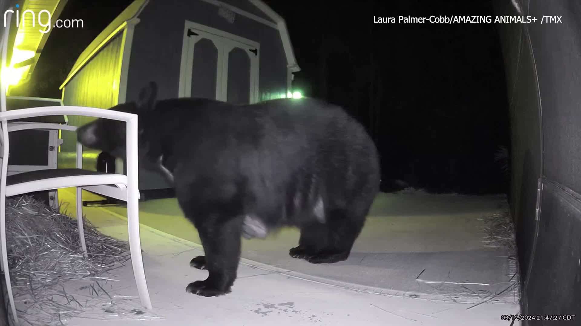 Flock of bears caught on Ring camera – WFLA