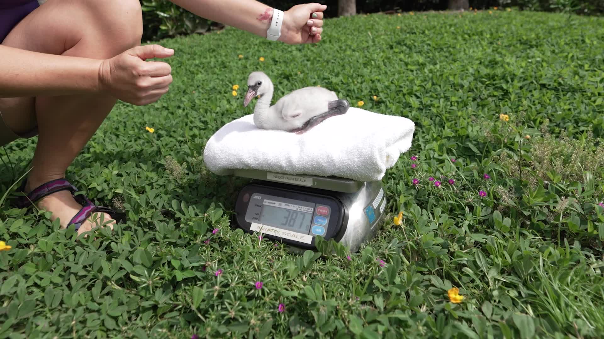 Help name Discovery Cove’s newest flamingo to celebrate National Pink ...
