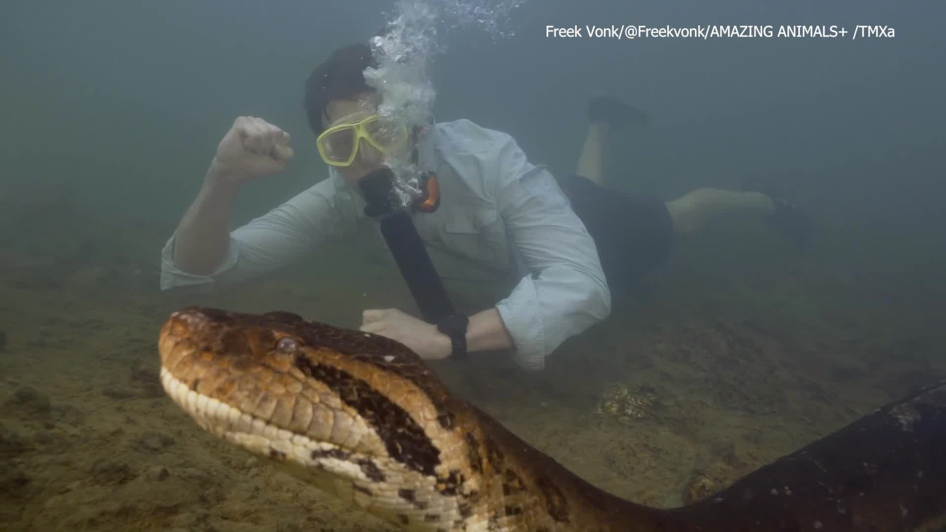 New Species of Anaconda Discovered in the Amazon – WFLA