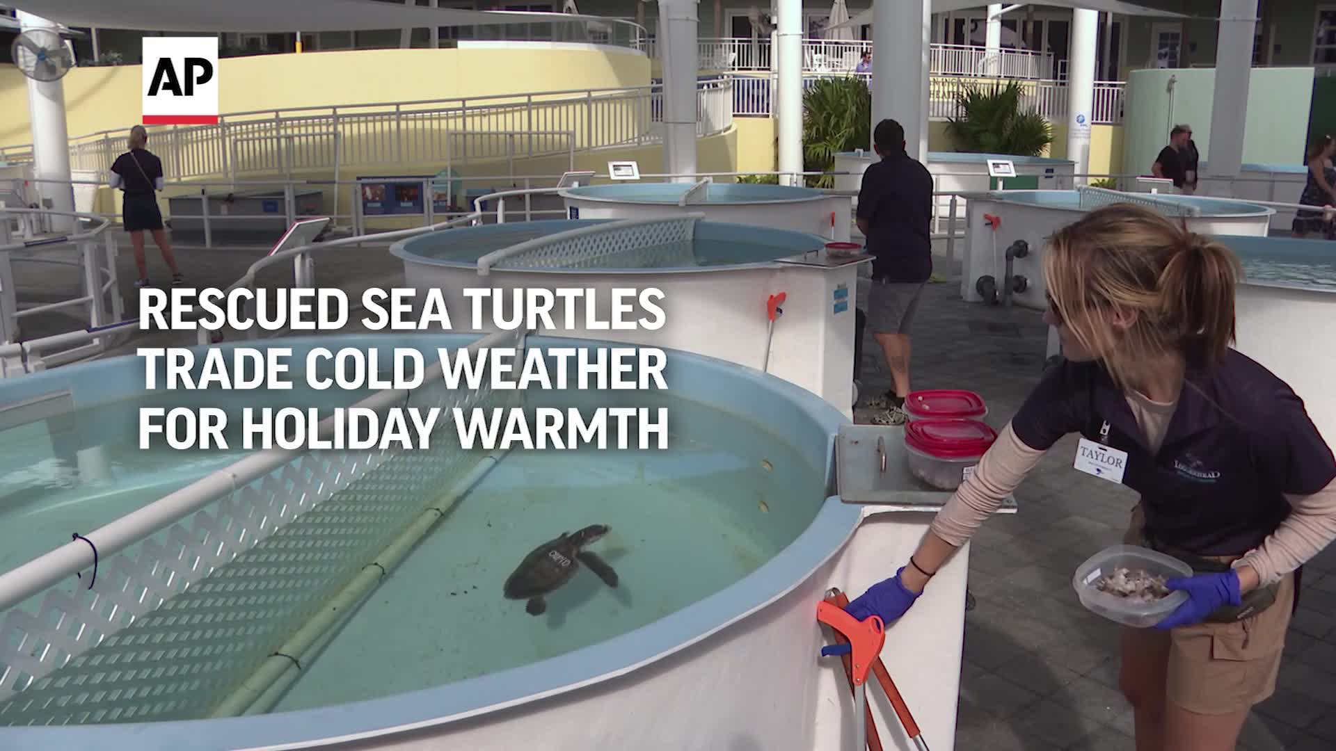 Rescued sea turtles trade cold weather for holiday warmth – WFLA