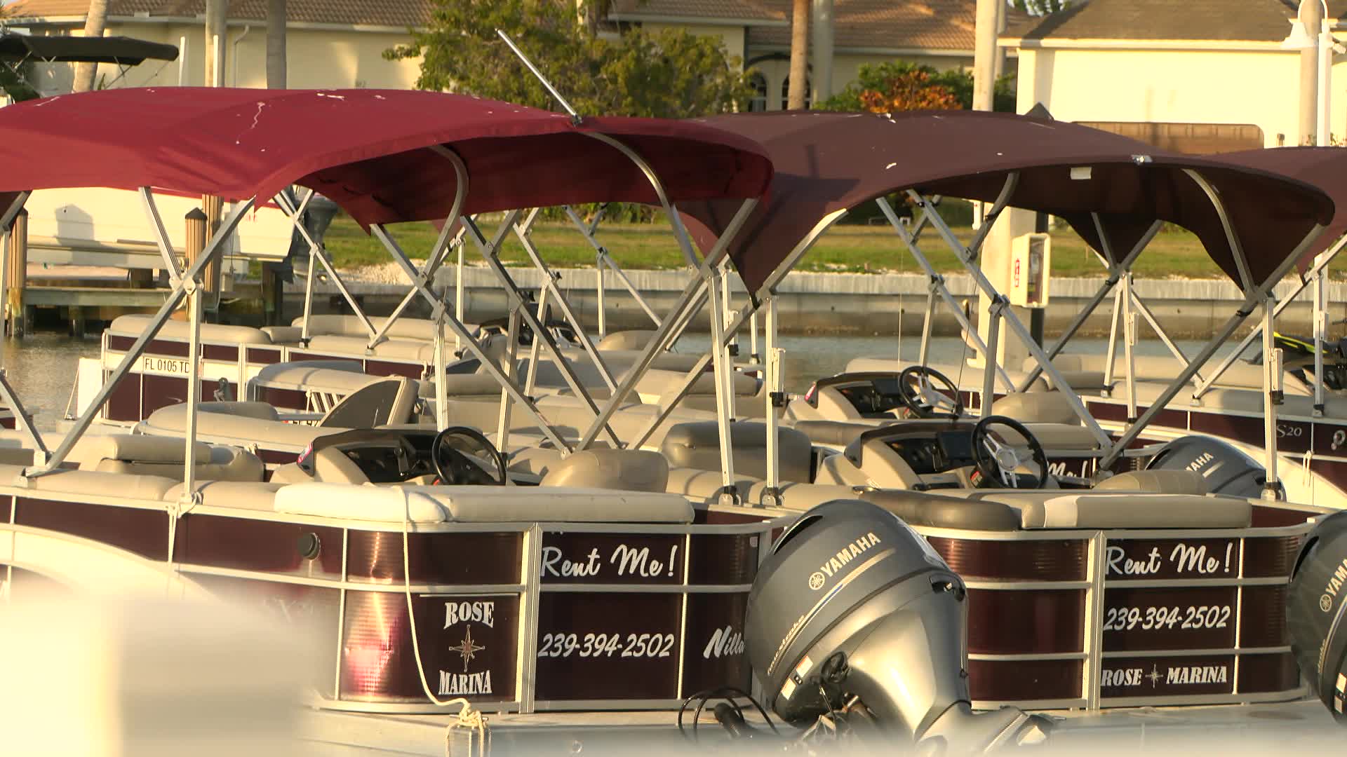 Rare sight: Couple spots bobcat swimming near Florida island – WFLA