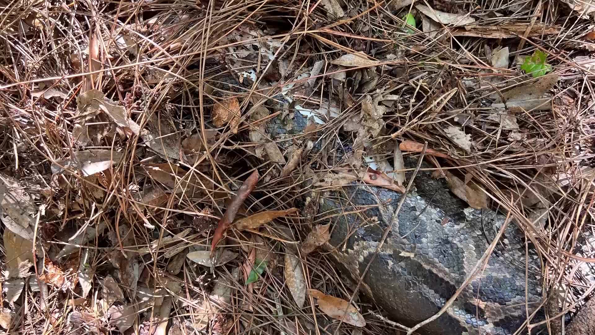 Are the Everglades fighting back? 13-foot python’s death raises ...