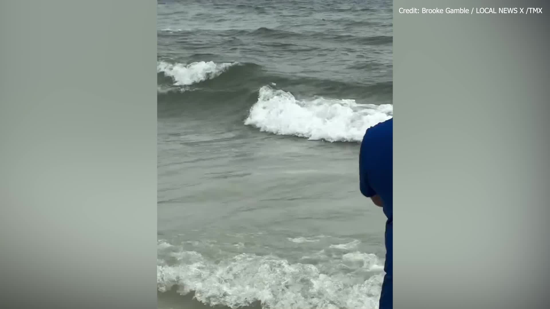 Beachgoers pulled shark out of Destin waters to take pictures with it ...
