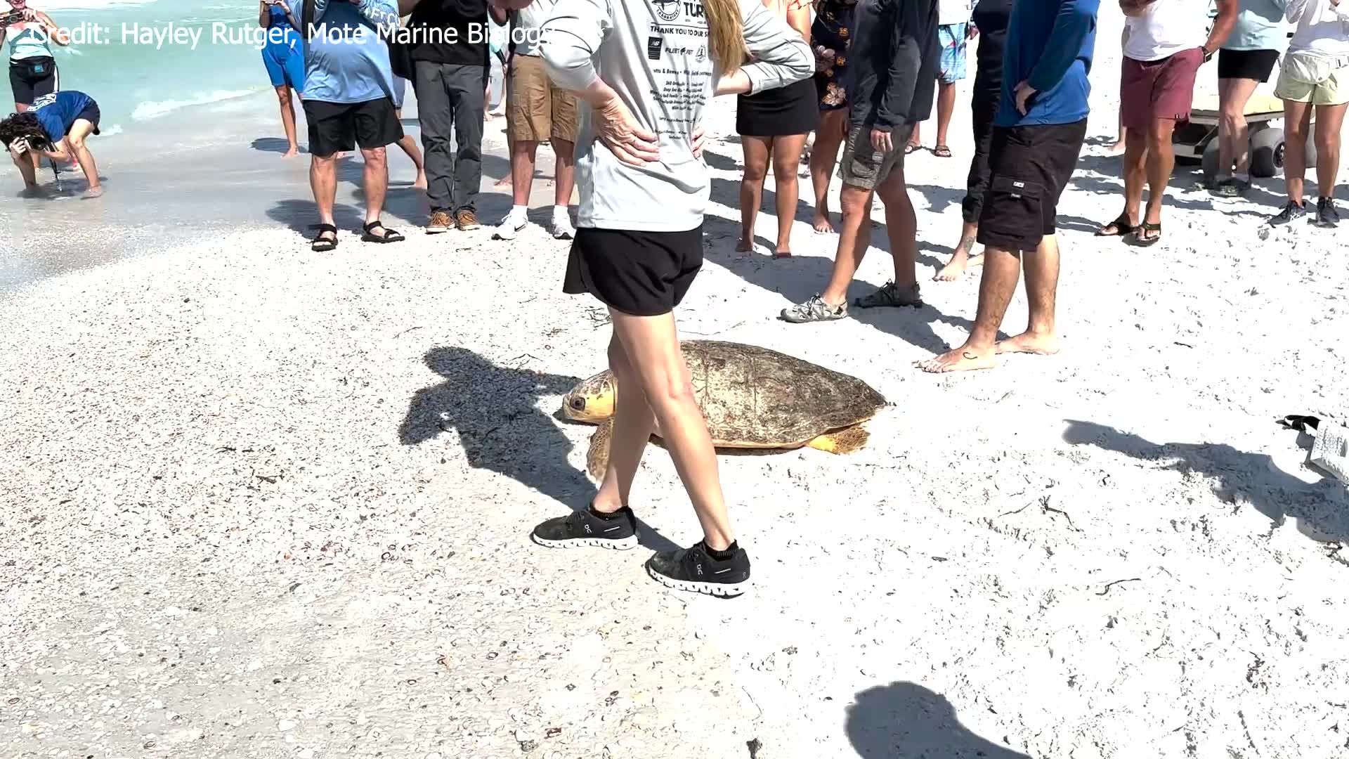 Rehabilitated turtles released back into Gulf – WFLA