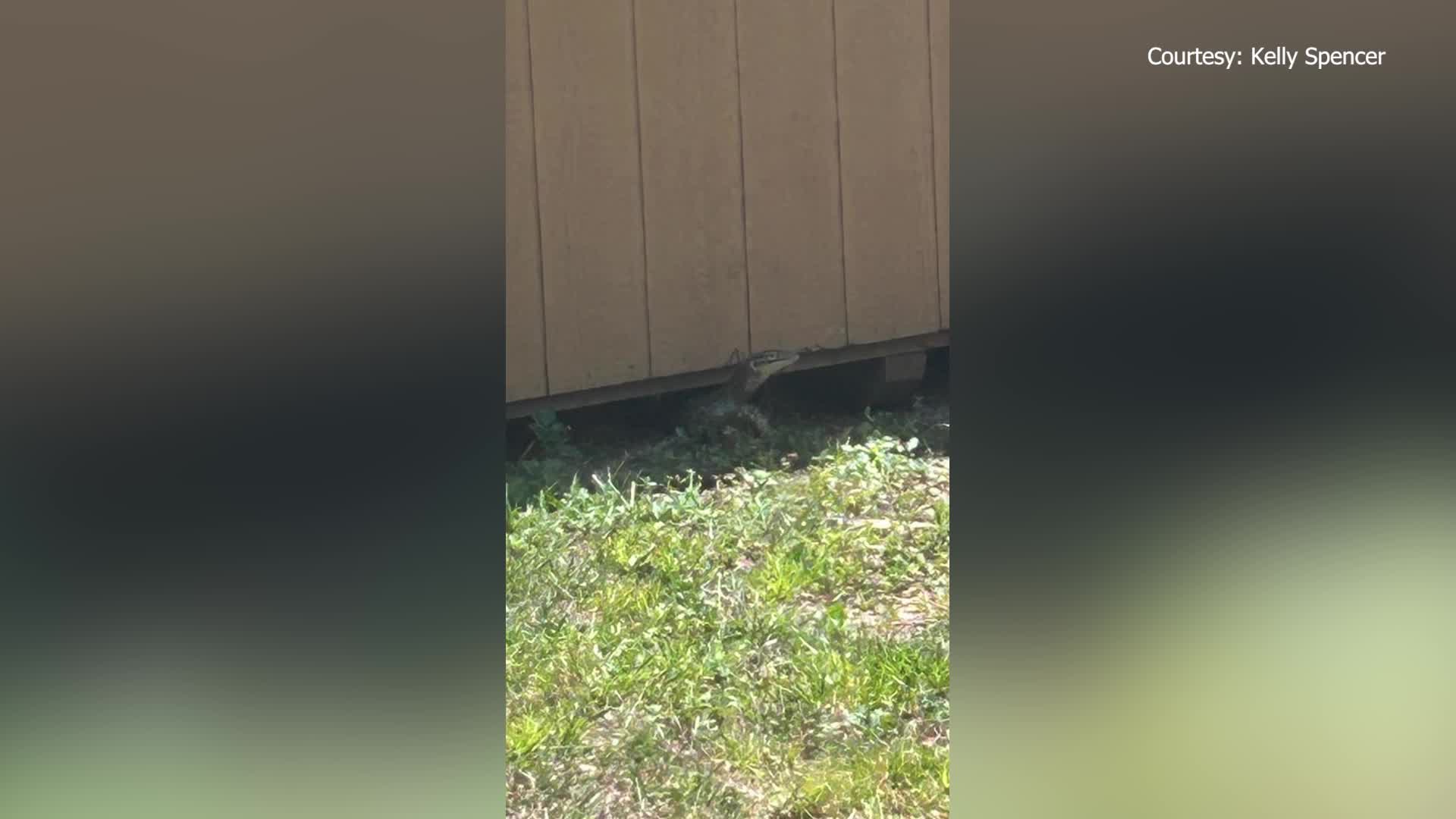 Lizard missing out of Pinellas County – WFLA