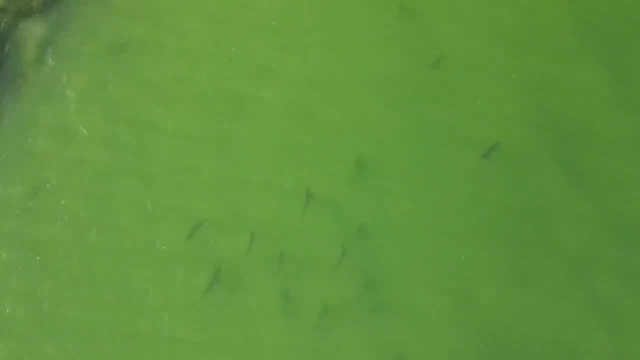 Must-see video shows ‘loads’ of sharks in Dunedin Causeway ahead of ...