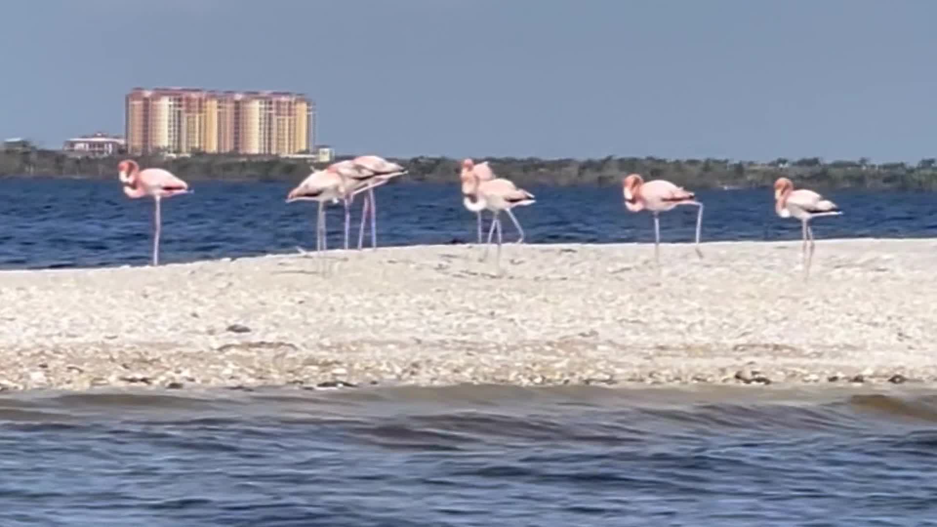 Florida’s flamingo population thrives after Hurricane Idalia – WFLA