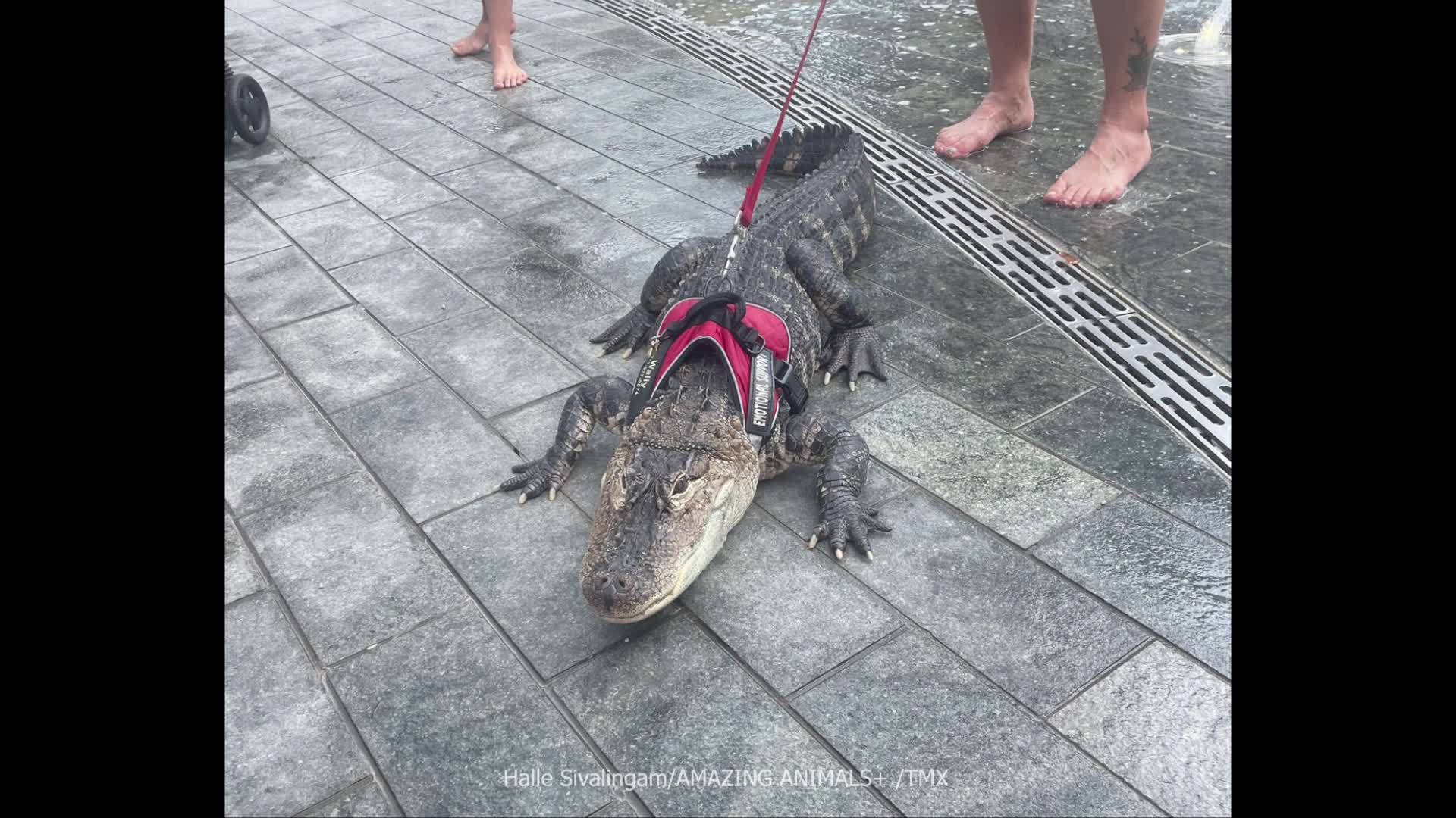 VIDEO: Girl walks emotional support alligator through Philadelphia park ...