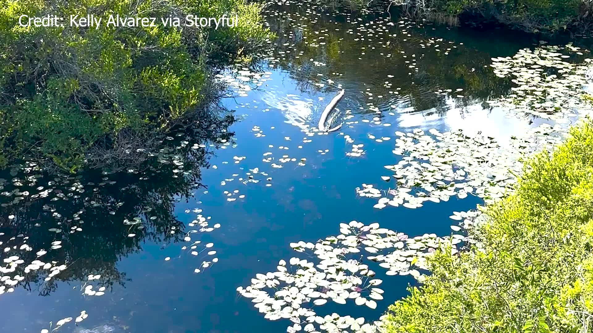 Alligator drags enormous python through Florida’s Everglades – WFLA
