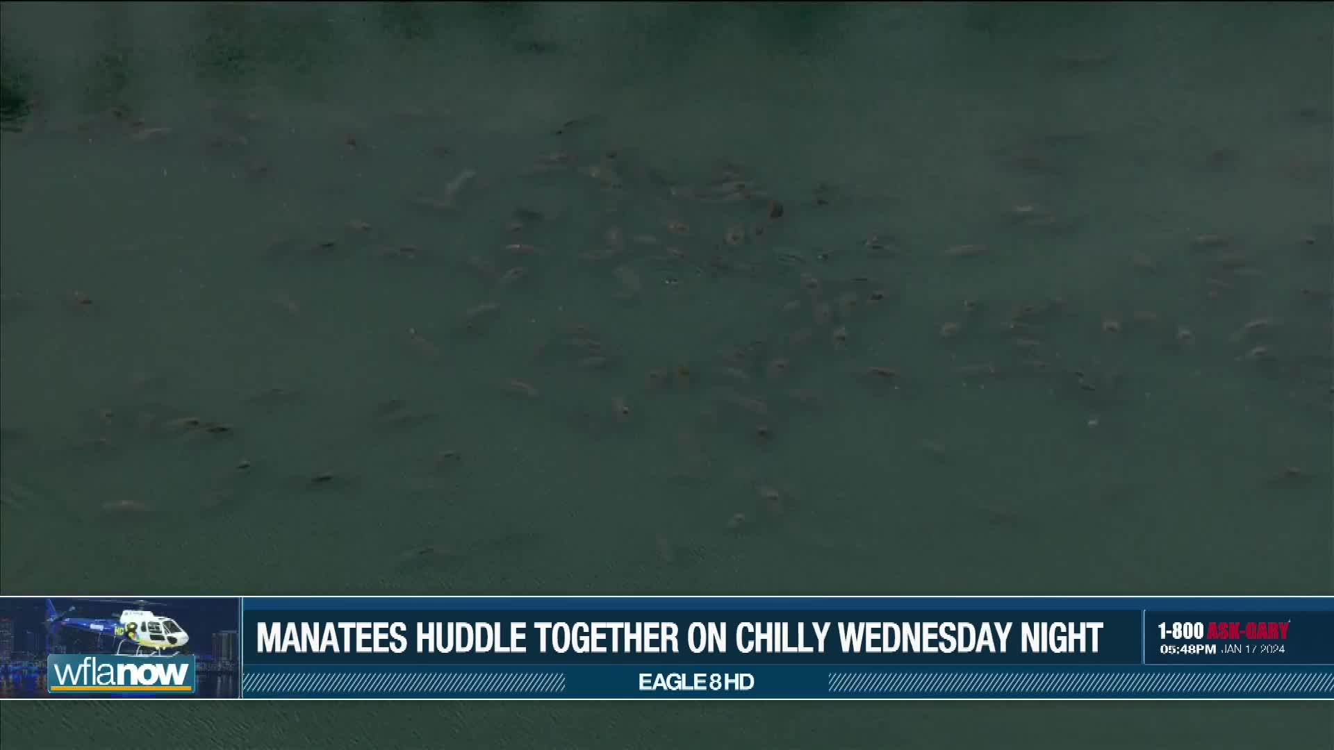 Manatees huddle together on chilly Wednesday night – WFLA