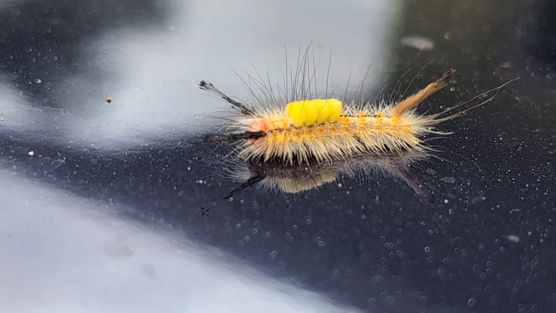 What are those caterpillars taking over Florida? – CBS 42