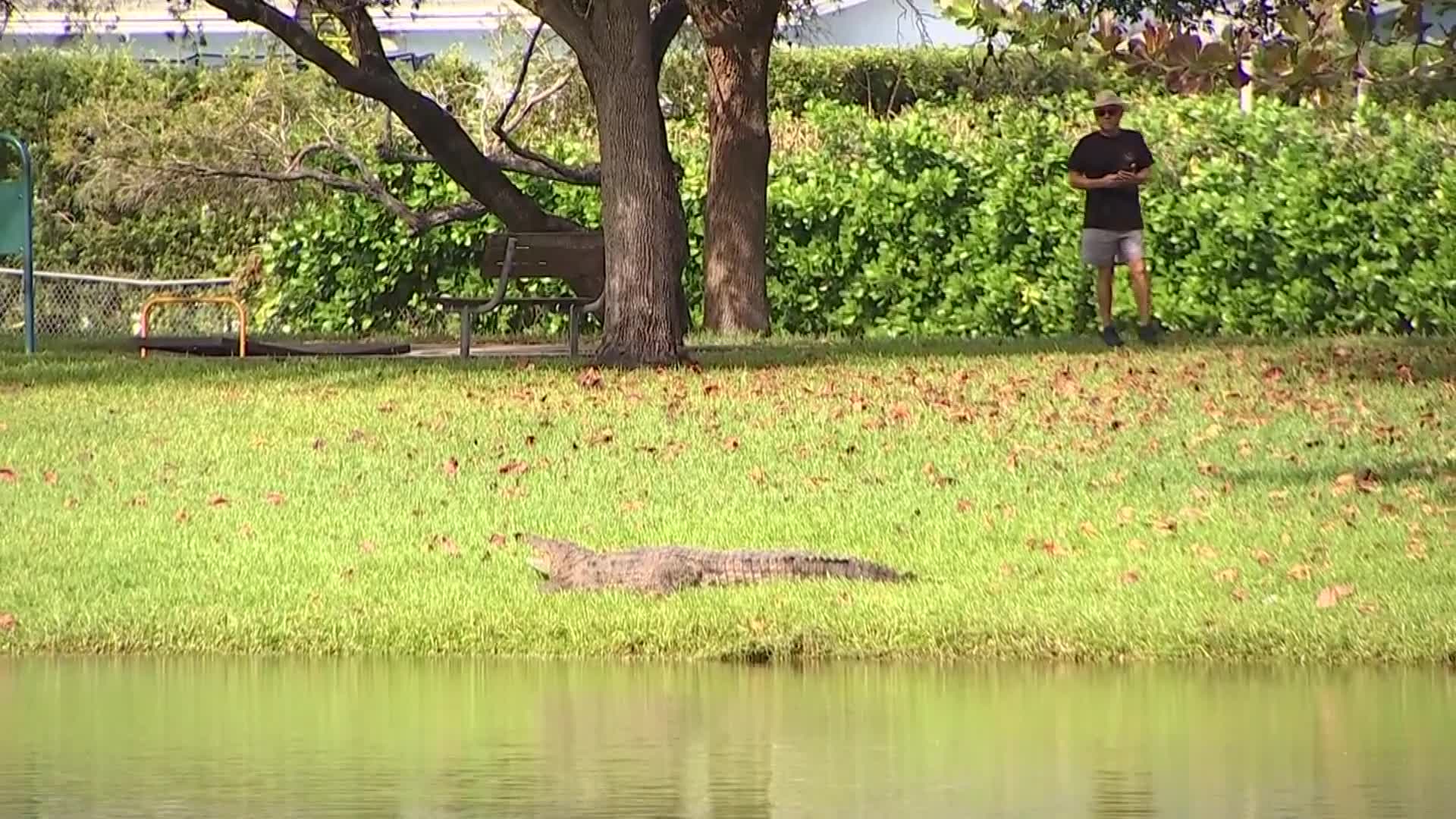 Crocodiles sunbathing at Florida park frightening neighbors nearby – WFLA