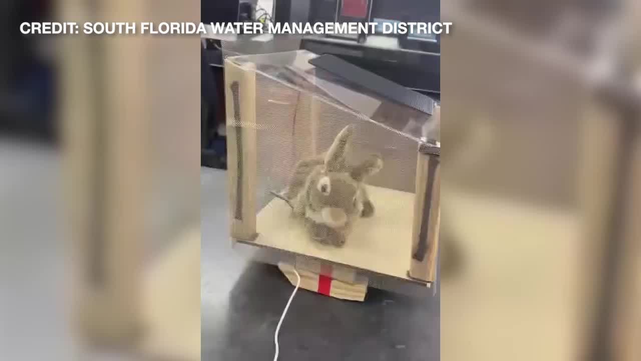 Scientists use robotic bunnies to catch invasive pythons – WFLA