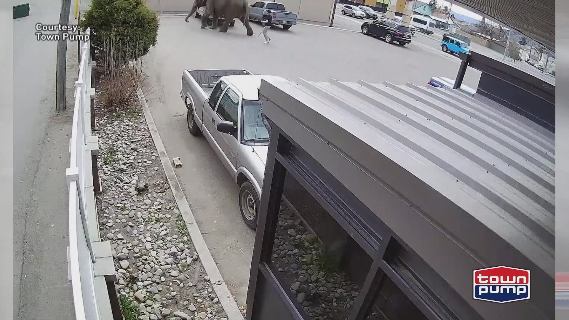 CAUGHT ON CAMERA: Circus elephant escapes handlers, takes a stroll ...