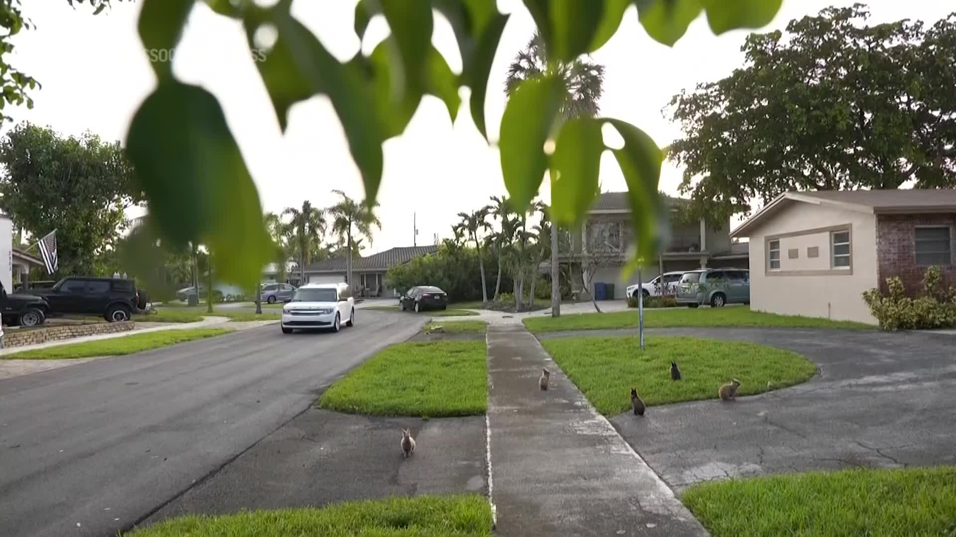 Fuzzy invasion of domestic rabbits has a Florida suburb hopping into a ...