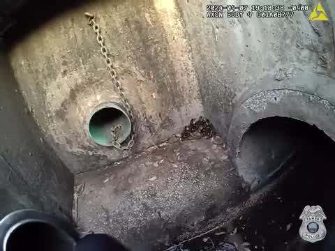 6 ducklings rescued from sewer drain by Tampa PD – WFLA