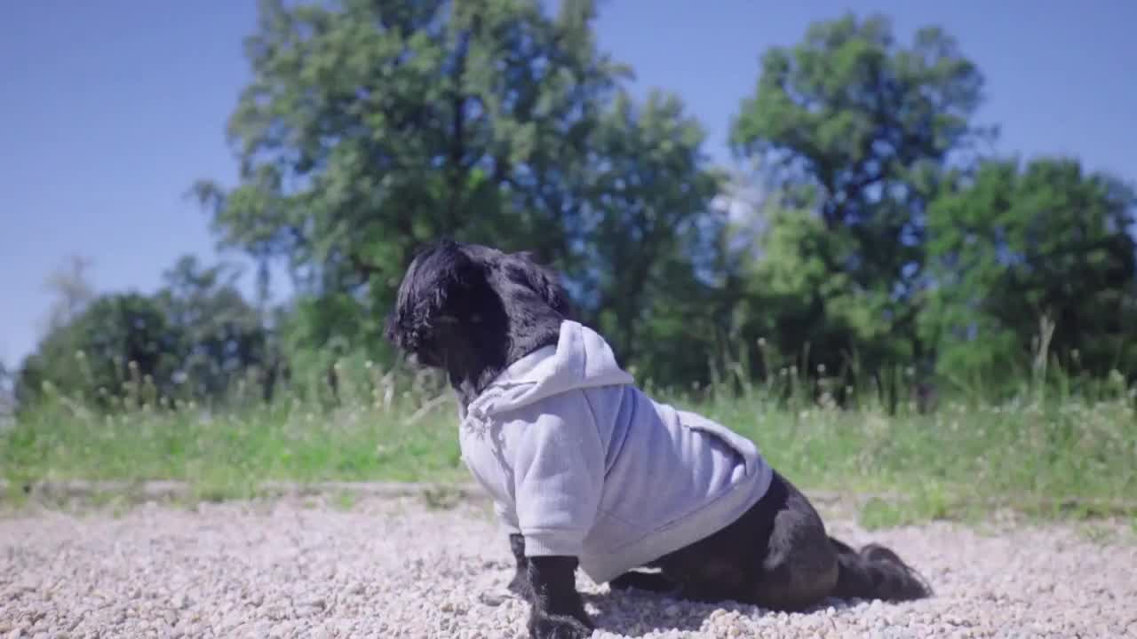 The top-trending dog names of 2024 – WFLA