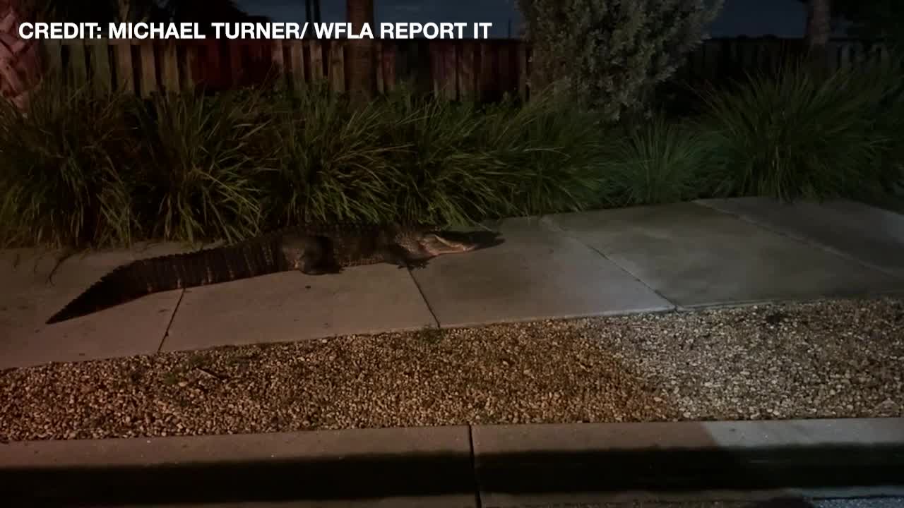 Gator taking early morning walk through Sarasota neighborhood – WFLA