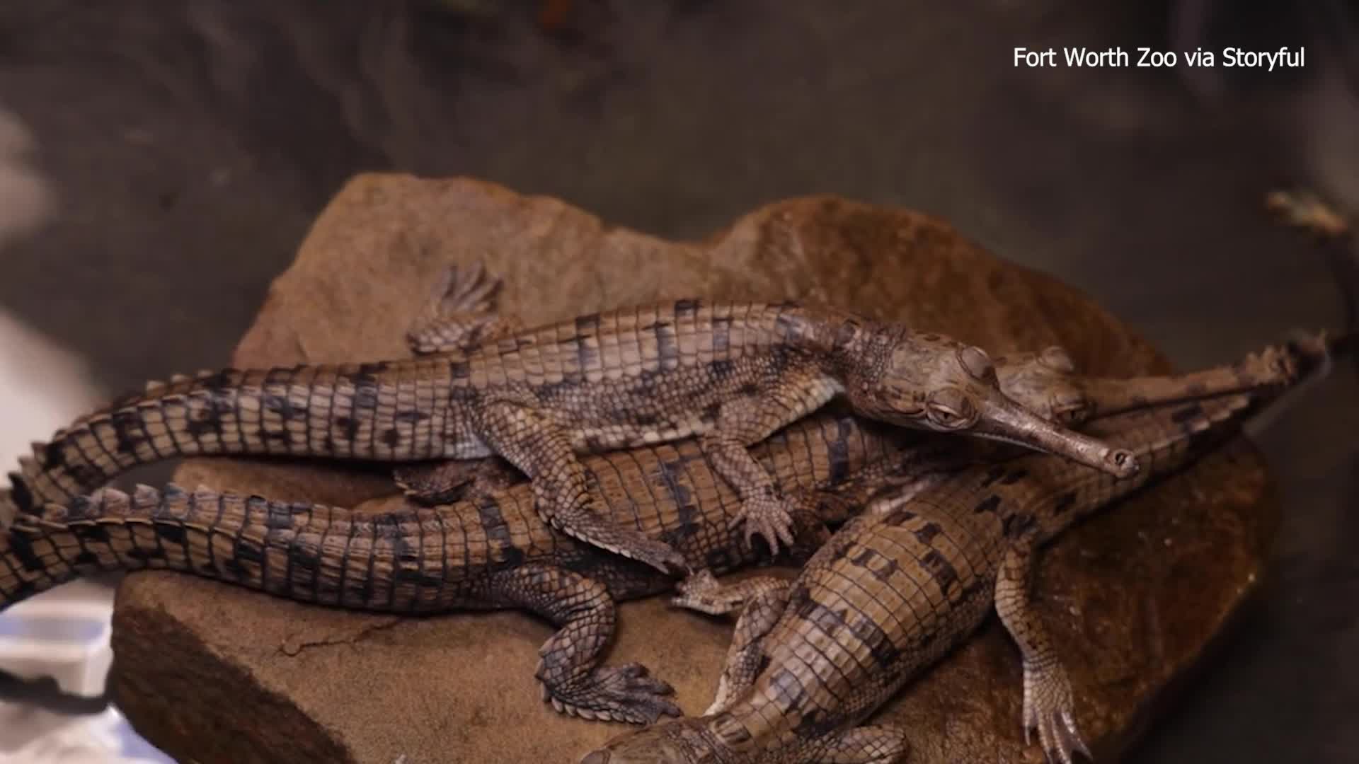 VIDEO: 4 endangered gharial crocodiles born at zoo – WFLA