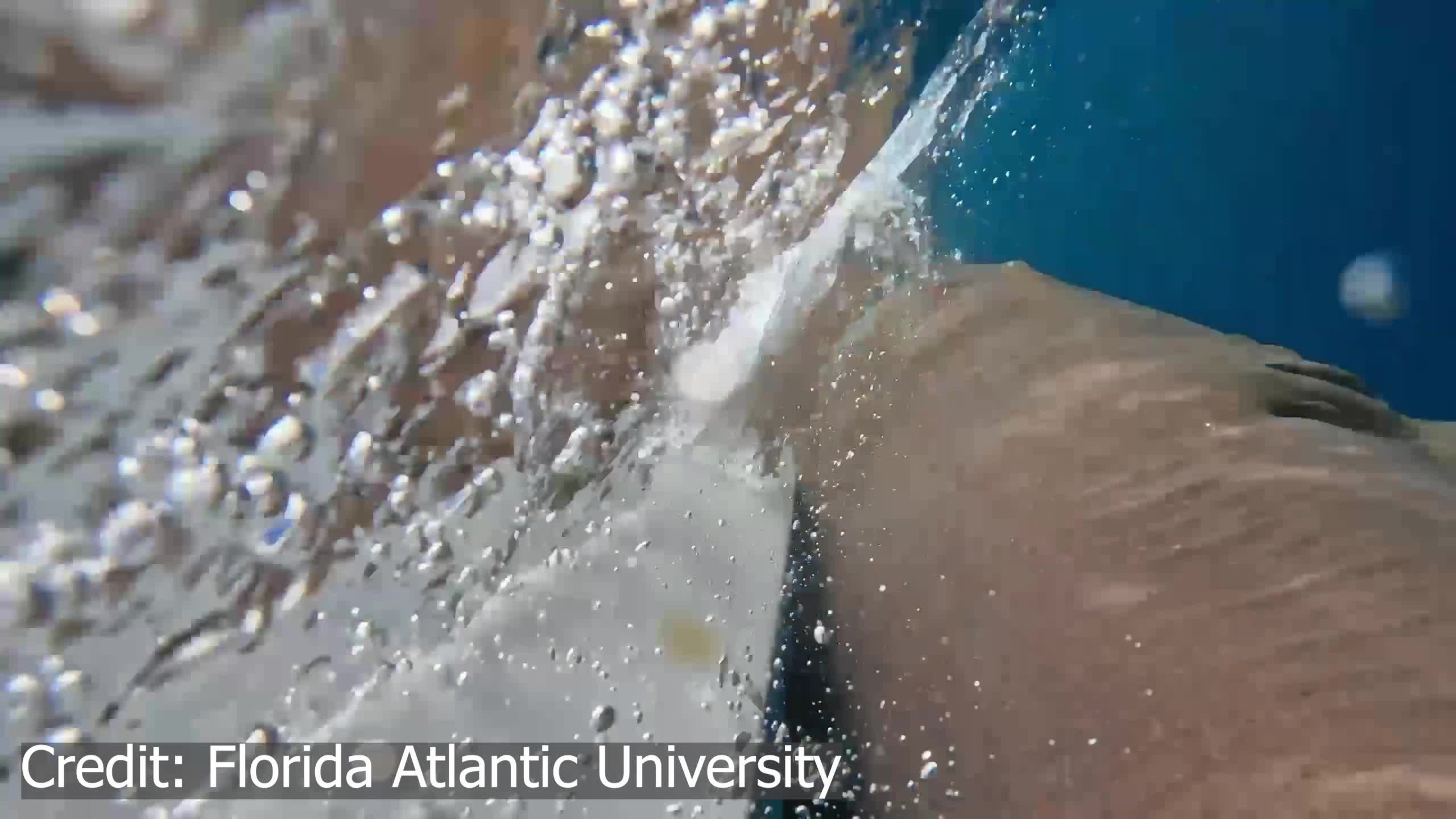 Shark cam captures ‘epic’ encounter with 10-foot great white in Florida ...