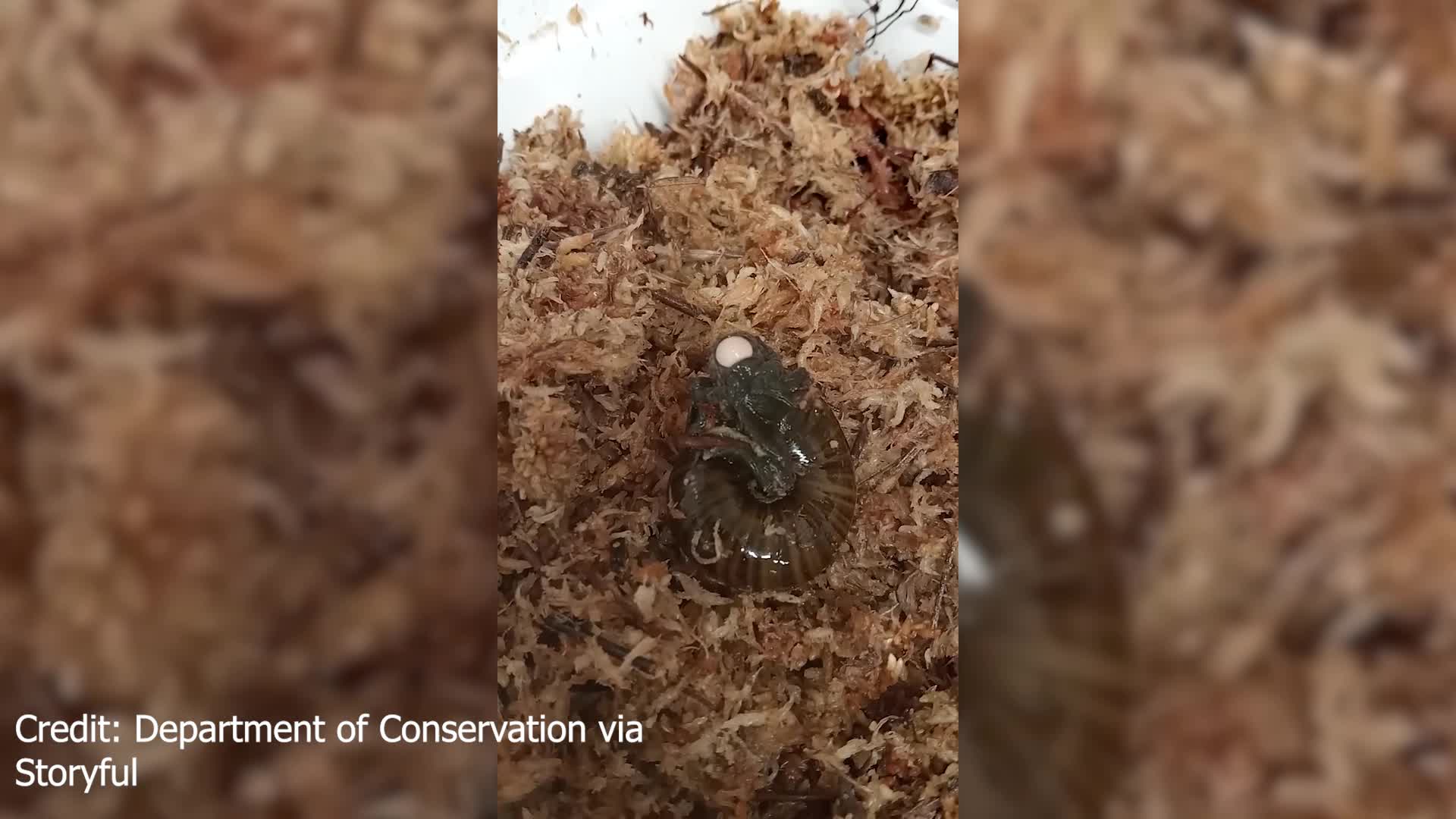 ‘It’s remarkable’: Snail caught on camera laying egg from its neck – WFLA