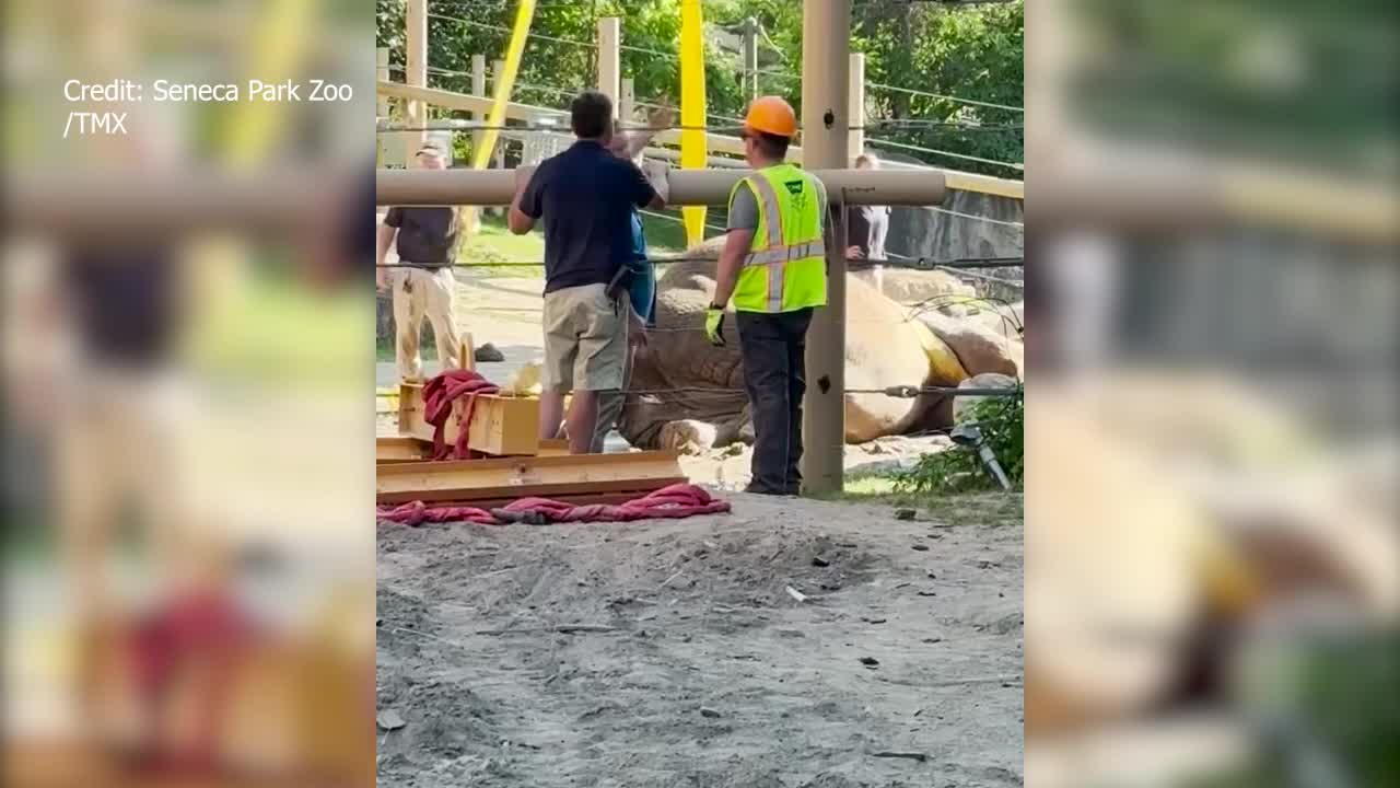 Crane used to help fallen elephant stand up – WFLA