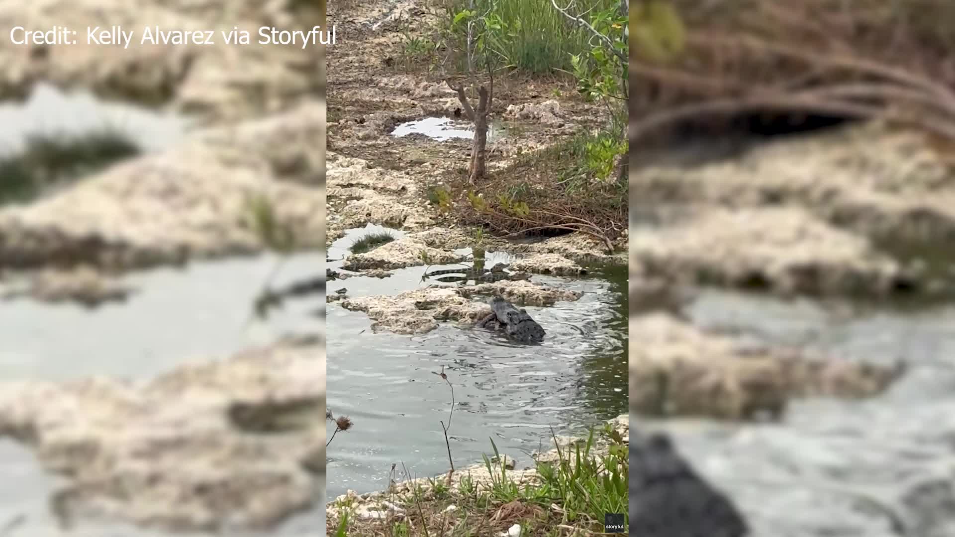 ‘National Geographic moment’: Alligator seen eating offspring on Mother ...