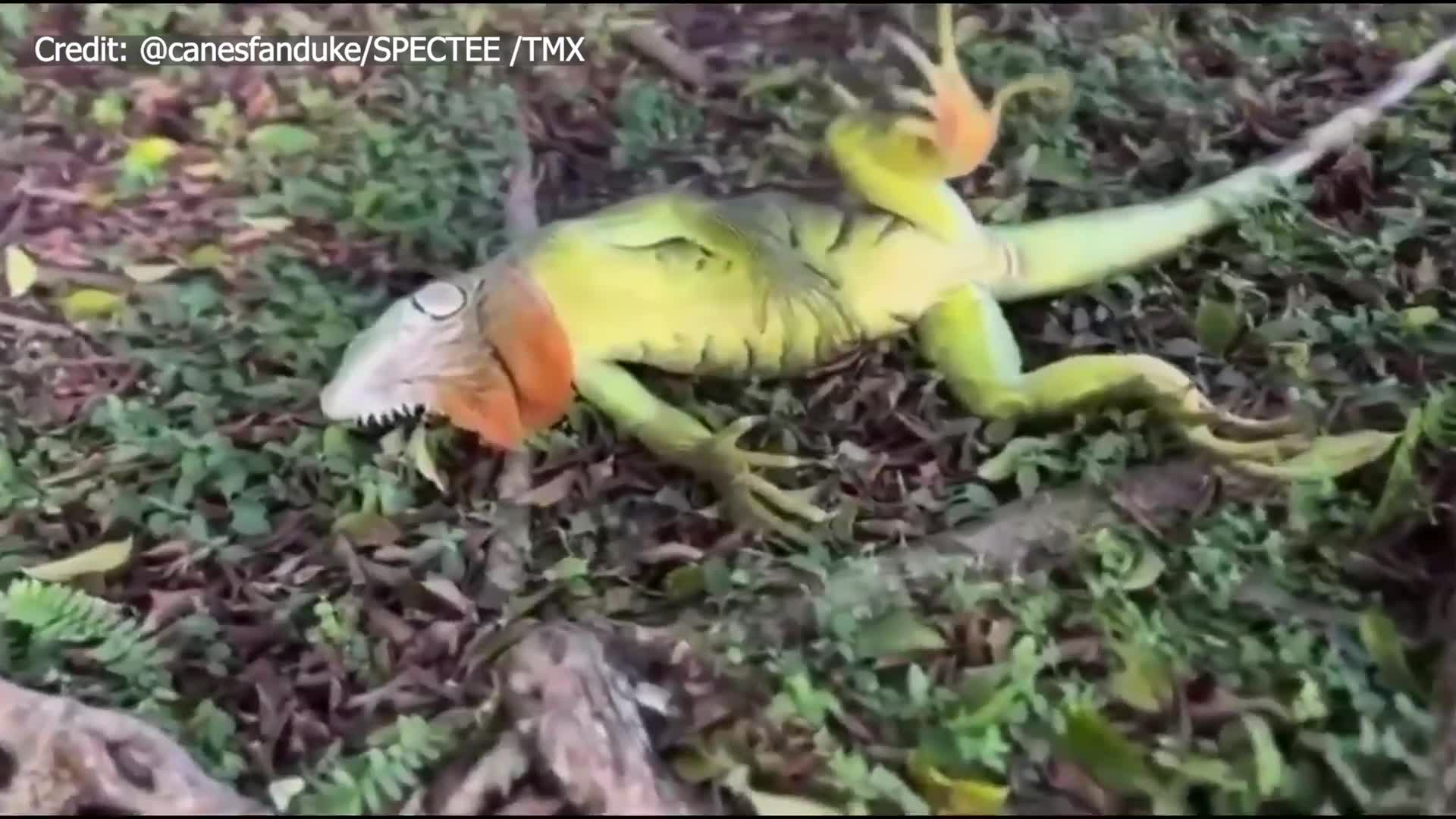 Video shows several iguanas stunned by cold weather in Florida (do not ...
