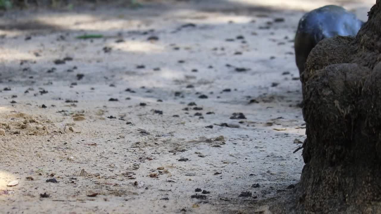 Rare and endangered hippo calf born at ZooTampa – WFLA