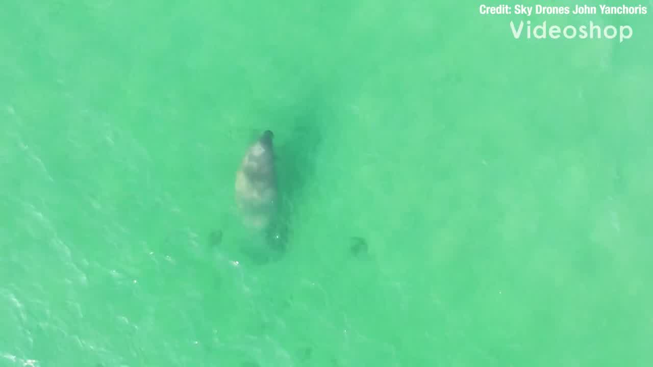 Sharks surround huge manatee in Pinellas County – WFLA