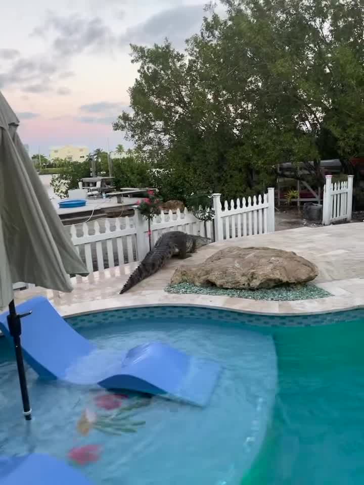 Florida deputy helps remove massive alligator from pool – WFLA